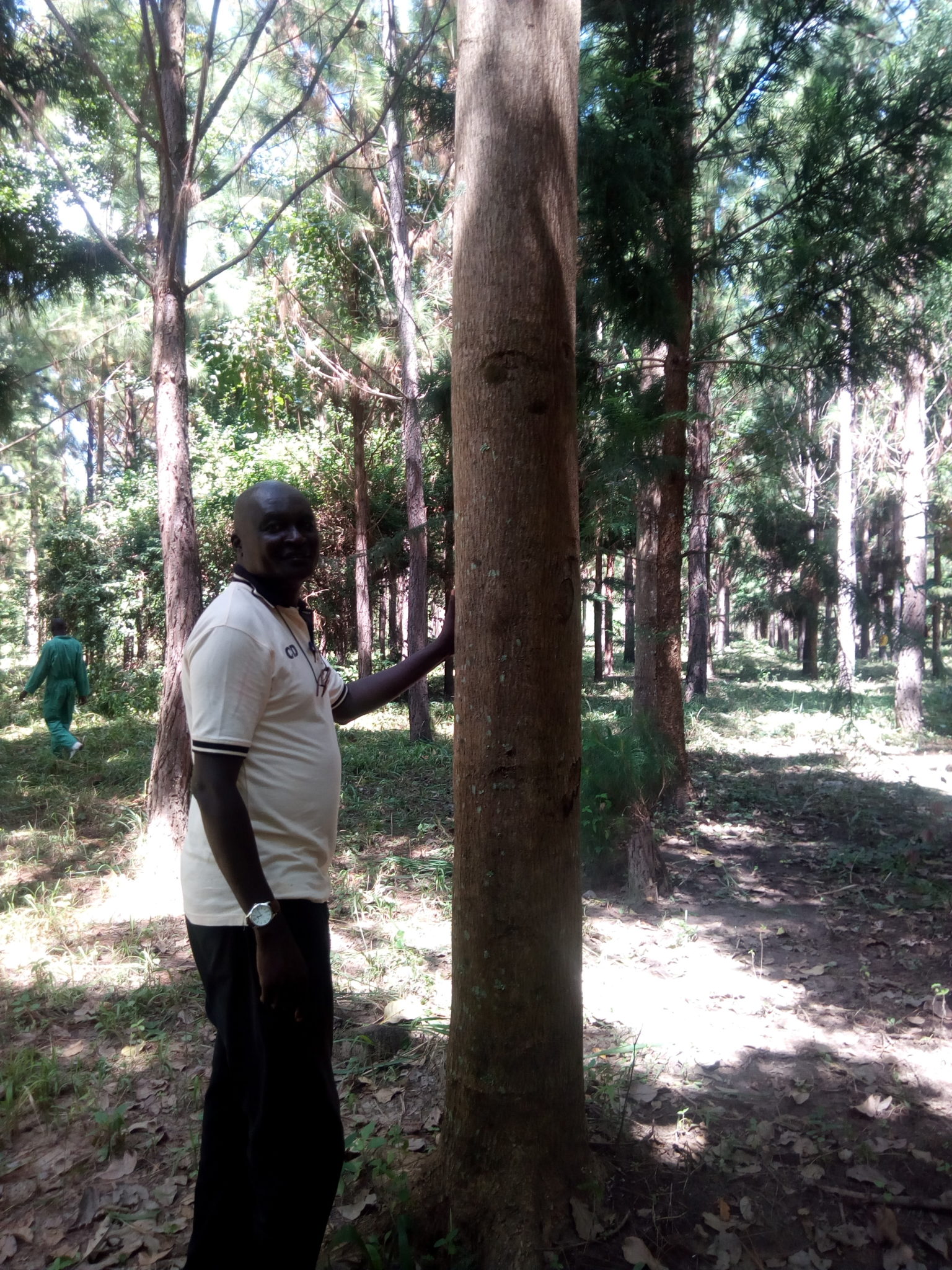 UGANDA: GULU FOREST IS A BIG CARBON SINK AND A BIOMASS PRODUCER-RETIRED ...